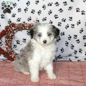Mini Aussiedoodle Puppies For Sale - Greenfield Puppies