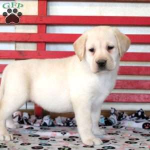 Yellow Labrador Retriever Puppies For Sale - Greenfield Puppies