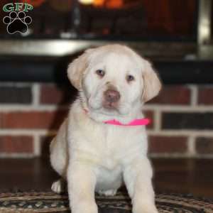 Yellow Labrador Retriever Puppies For Sale - Greenfield Puppies
