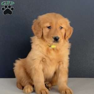 David F. Beiler - Greenfield Puppies