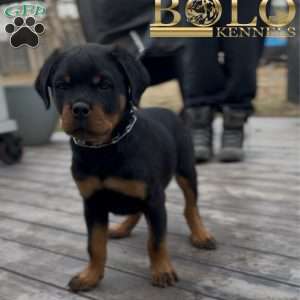 Rottweiler Puppies For Sale - Greenfield Puppies