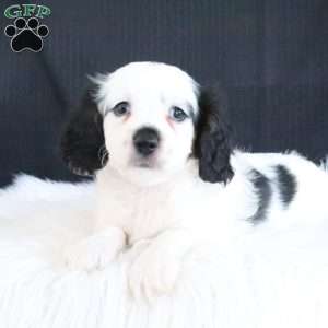 New Arrivals | See New Puppies | Greenfield Puppies