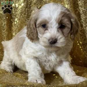 Cockapoo Puppies for Sale - Greenfield Puppies