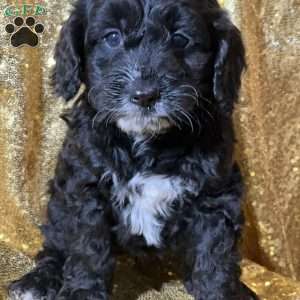 Cockapoo Puppies for Sale - Greenfield Puppies