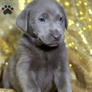 Silver Labrador Retriever Puppies For Sale - Greenfield Puppies