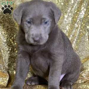 Silver Labrador Retriever Puppies For Sale - Greenfield Puppies