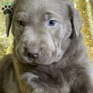 Silver Labrador Retriever Puppies For Sale - Greenfield Puppies