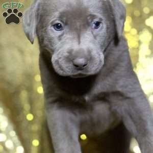 Silver Labrador Retriever Puppies For Sale - Greenfield Puppies
