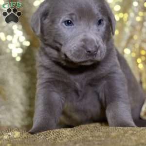 Silver Labrador Retriever Puppies For Sale - Greenfield Puppies