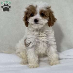 New Arrivals | See New Puppies | Greenfield Puppies