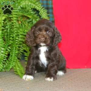 Cocker Spaniel Puppies For Sale - Greenfield Puppies
