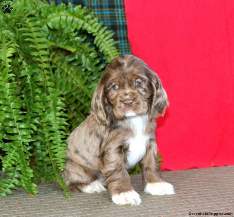 Jem - Cocker Spaniel Puppy For Sale in Pennsylvania