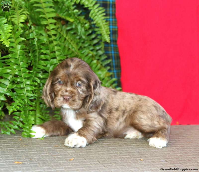 Jem - Cocker Spaniel Puppy For Sale in Pennsylvania