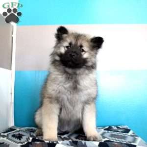 Keeshond Puppies For Sale | Greenfield Puppies