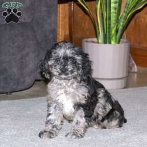 Cockapoo Puppies for Sale - Greenfield Puppies
