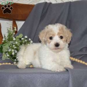 New Arrivals | See New Puppies | Greenfield Puppies