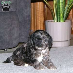 Cockapoo Puppies for Sale - Greenfield Puppies