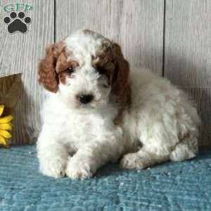 Standard Poodle Puppies for Sale - Greenfield Puppies