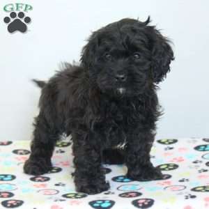 New Arrivals | See New Puppies | Greenfield Puppies