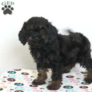 Cockapoo Puppies for Sale - Greenfield Puppies