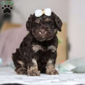 Cockapoo Puppies for Sale - Greenfield Puppies