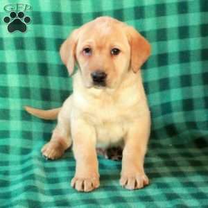 Yellow Labrador Retriever Puppies For Sale - Greenfield Puppies