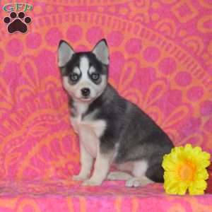 Pomsky Puppies For Sale - Greenfield Puppies