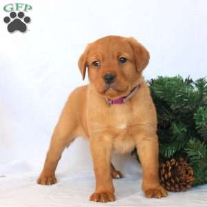 Fox Red Labrador Retriever Puppies for Sale - Greenfield Puppies