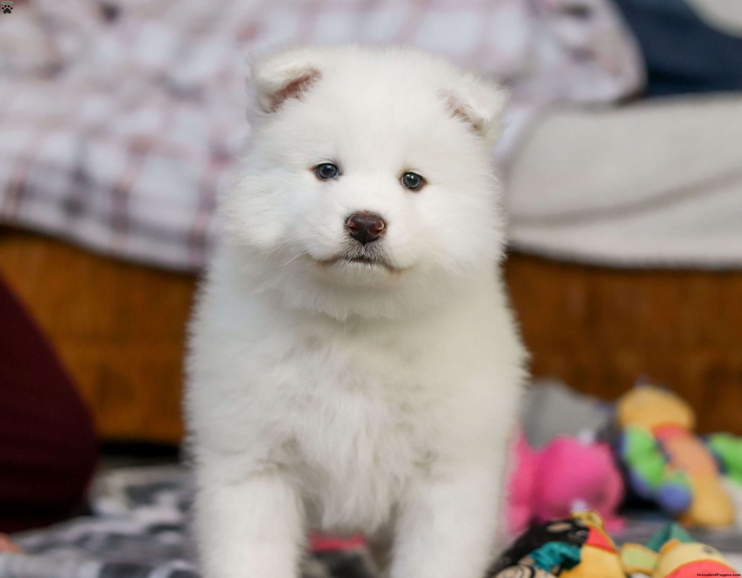 Moose - Samoyed Puppy For Sale in Ohio