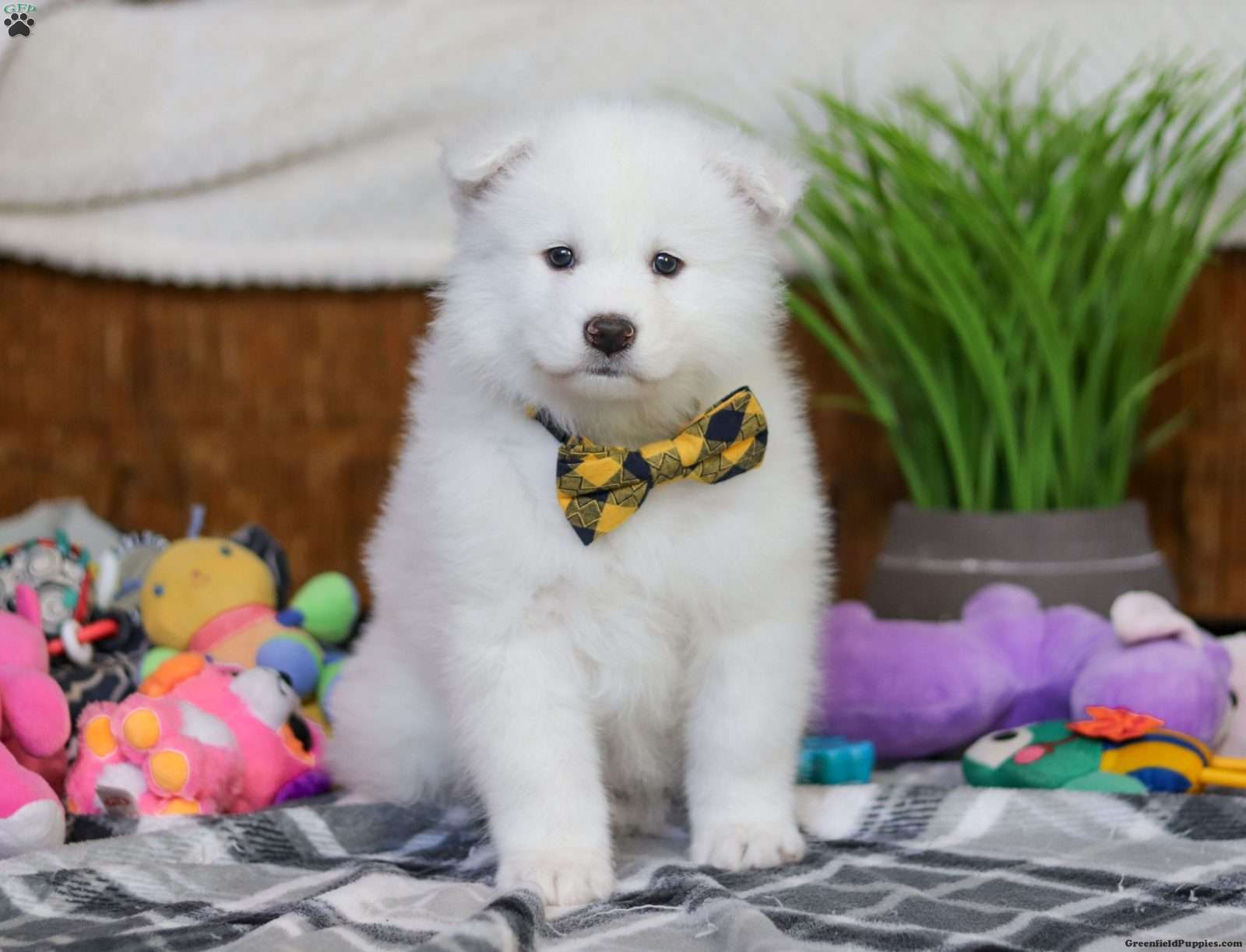 Moose - Samoyed Puppy For Sale in Ohio