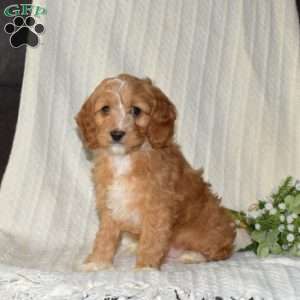 New Arrivals | See New Puppies | Greenfield Puppies