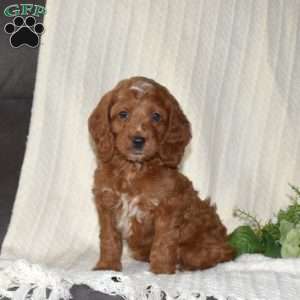 Cockapoo Puppies for Sale - Greenfield Puppies