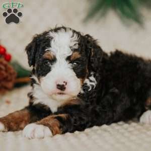 Mini Bernedoodle Puppies For Sale - Greenfield Puppies