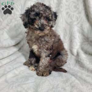 Bich-poo Puppies For Sale - Greenfield Puppies
