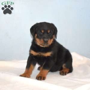 Rottweiler Puppies For Sale - Greenfield Puppies