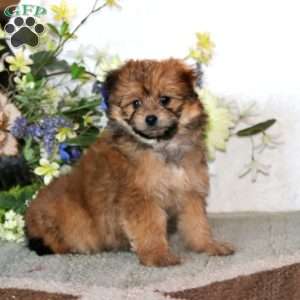 Pomapoo Puppies For Sale | Greenfield Puppies