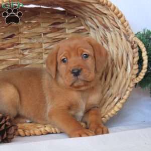 Fox Red Labrador Retriever Puppies for Sale - Greenfield Puppies