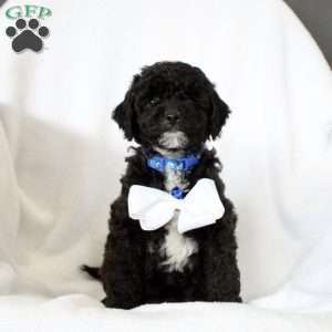 Cockapoo Puppies for Sale - Greenfield Puppies