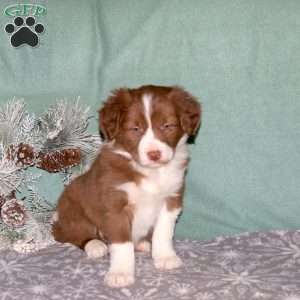 Border Collie Puppies For Sale - Greenfield Puppies