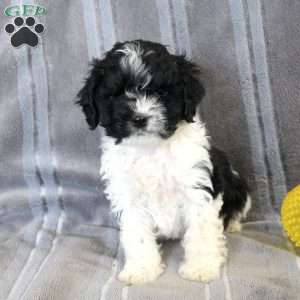 Cockapoo Puppies for Sale - Greenfield Puppies