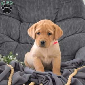 Fox Red Labrador Retriever Puppies for Sale - Greenfield Puppies