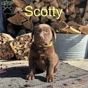 Chocolate Labrador Retriever Puppies for Sale - Greenfield Puppies