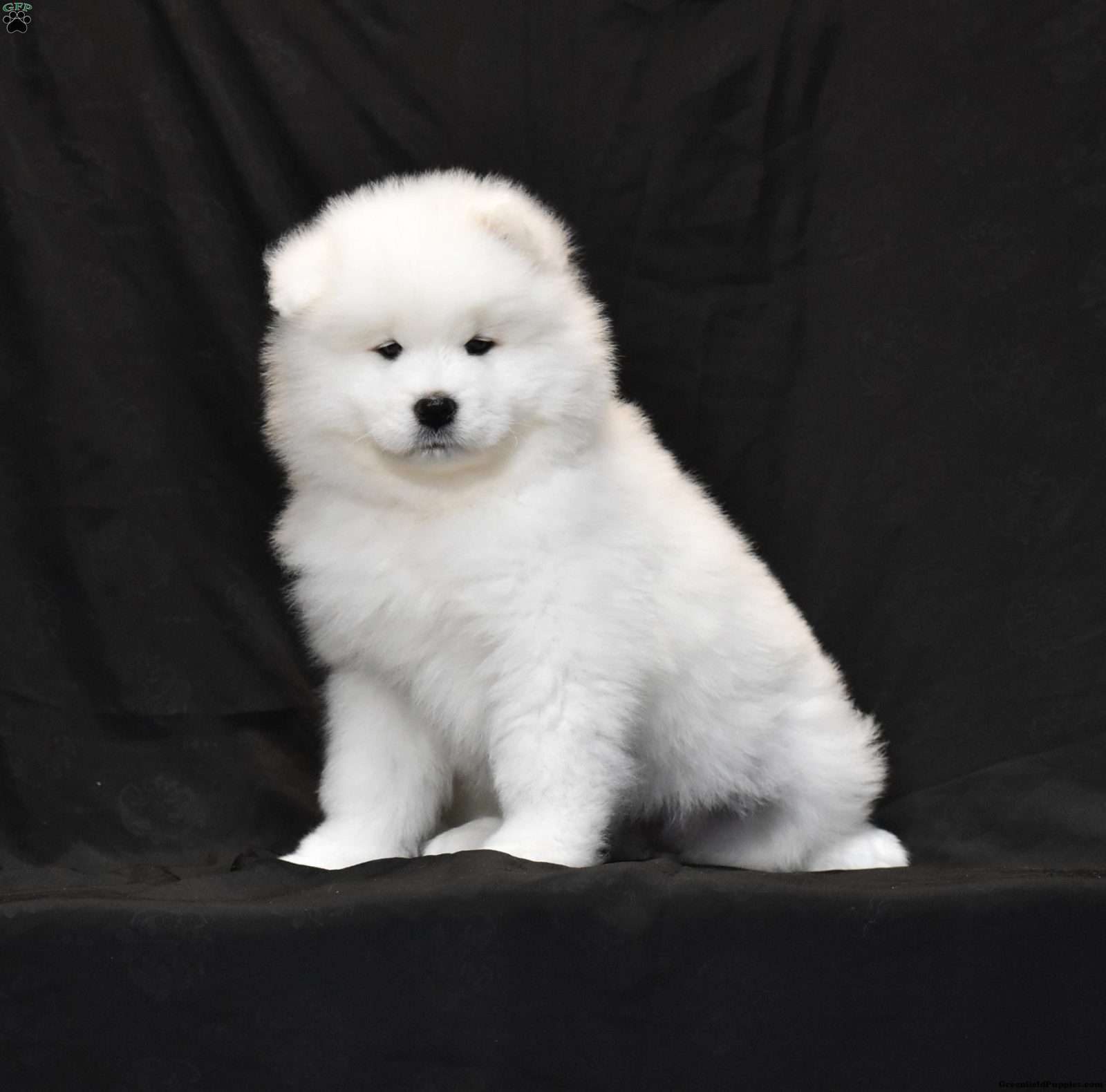 Snowflake - Samoyed Puppy For Sale in Pennsylvania