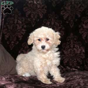 Bich-poo Puppies For Sale - Greenfield Puppies