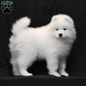 Samoyed Puppies For Sale - Greenfield Puppies