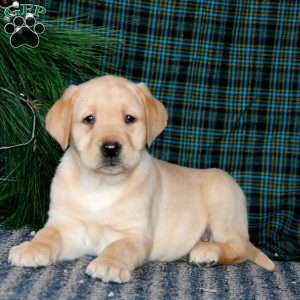 Yellow Labrador Retriever Puppies For Sale - Greenfield Puppies