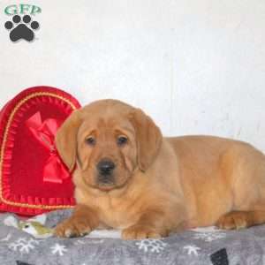 Fox Red Labrador Retriever Puppies for Sale - Greenfield Puppies