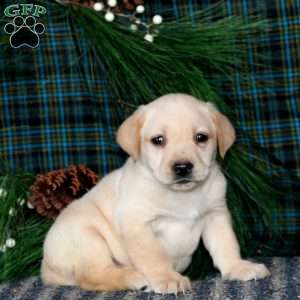 Yellow Labrador Retriever Puppies For Sale - Greenfield Puppies