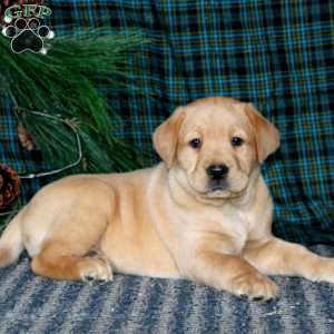 Yellow Labrador Retriever Puppies For Sale - Greenfield Puppies