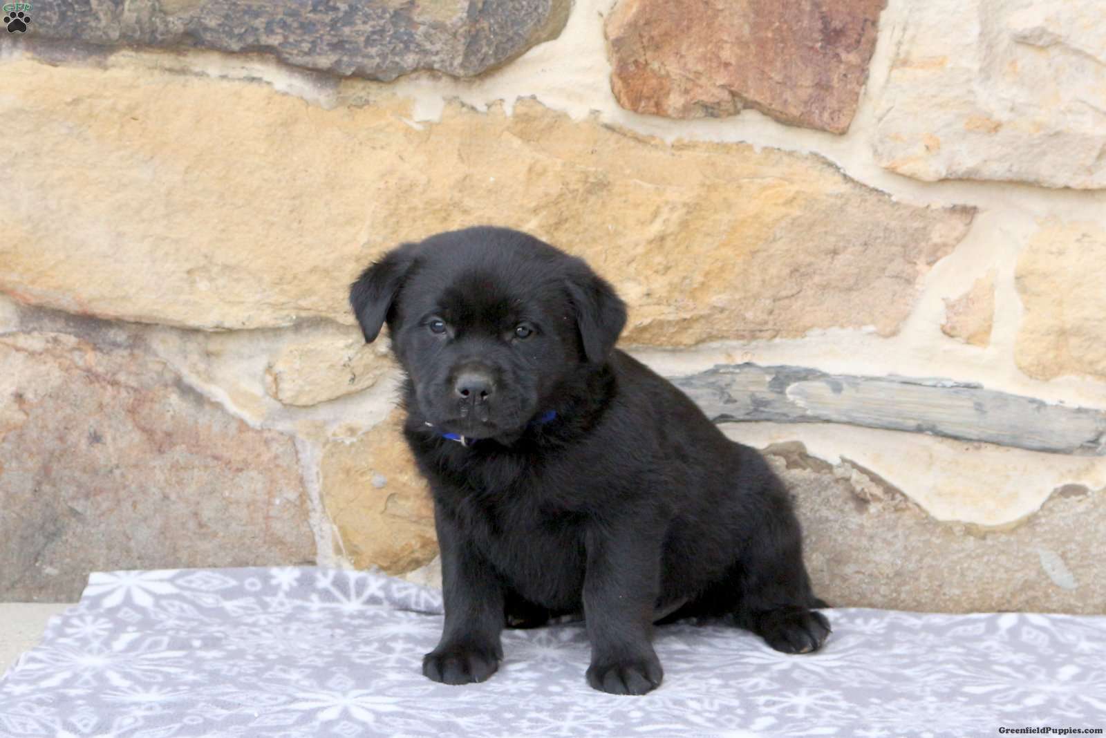 Walker - Rottweiler Mix Puppy For Sale in Pennsylvania